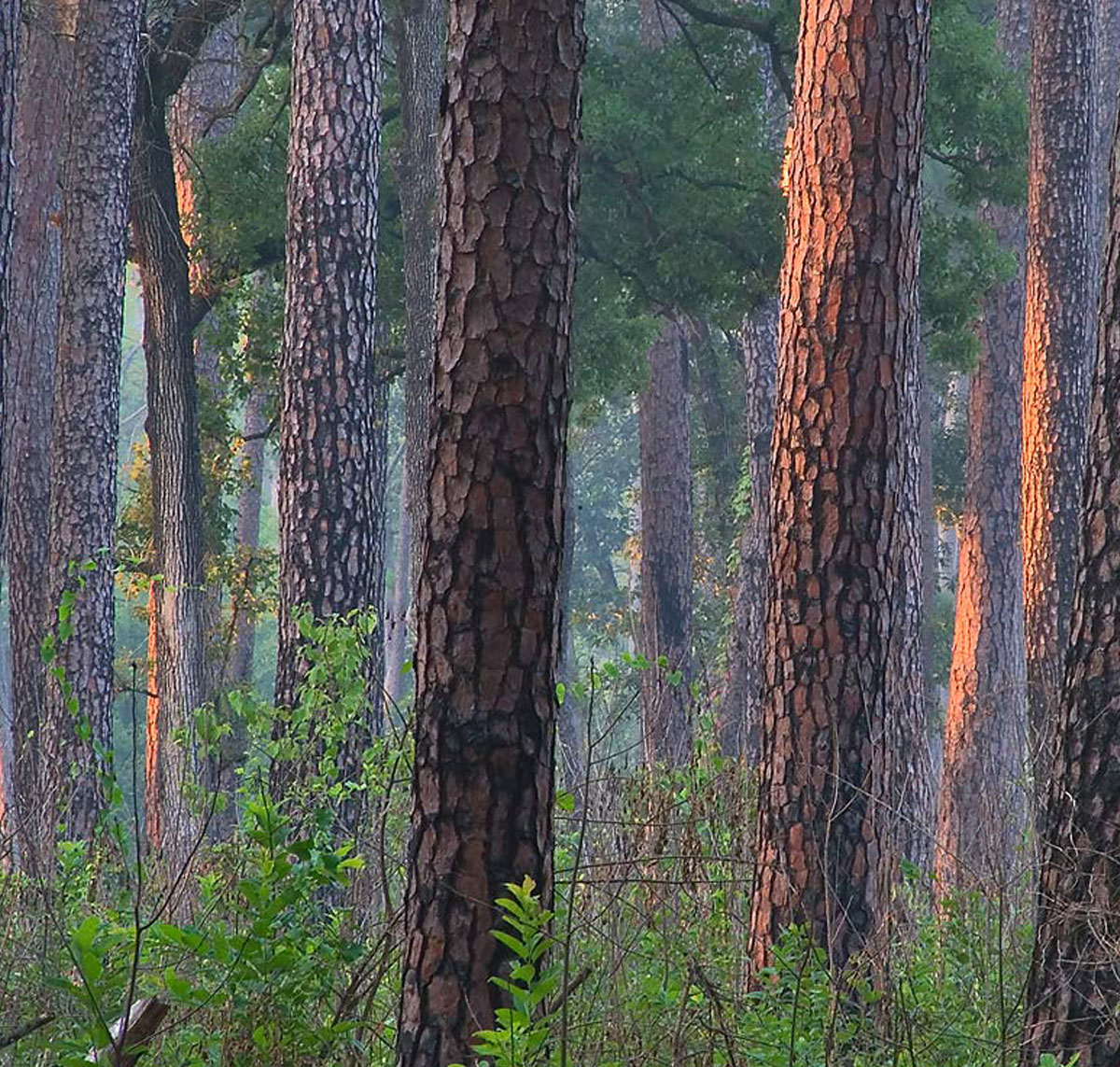 Leadership - Cochran's Crossing Village Association